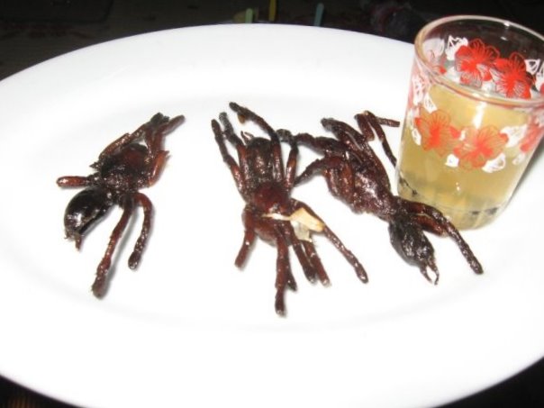 Incredible Edible Insect? Bugs You Can Eat! From Dave Royce Pest ...