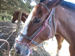 Soy Vaquera en Monteverde