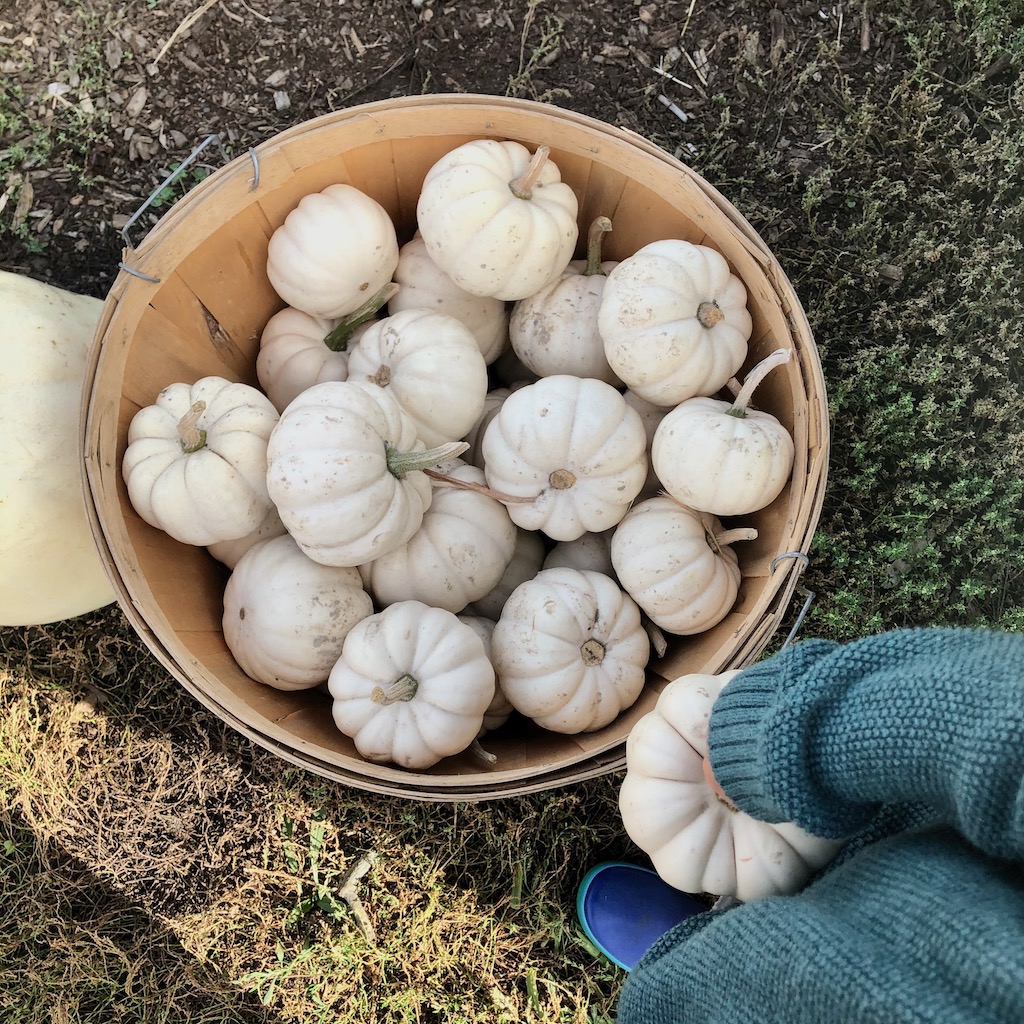 Best Portland Pumpkin Patches & Corn Mazes: MAPPED!